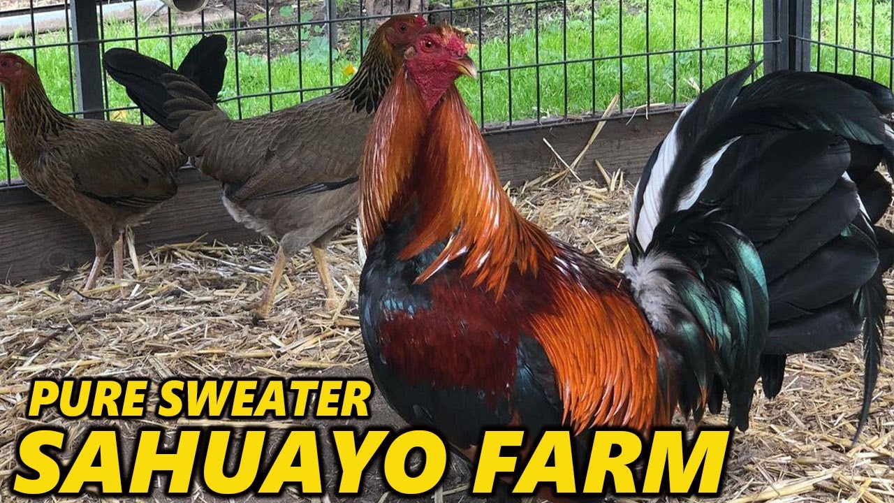 Pure Sweater Penny Hatch Roundhead Yellow Leg - Sahuayo Farm Beautiful ...