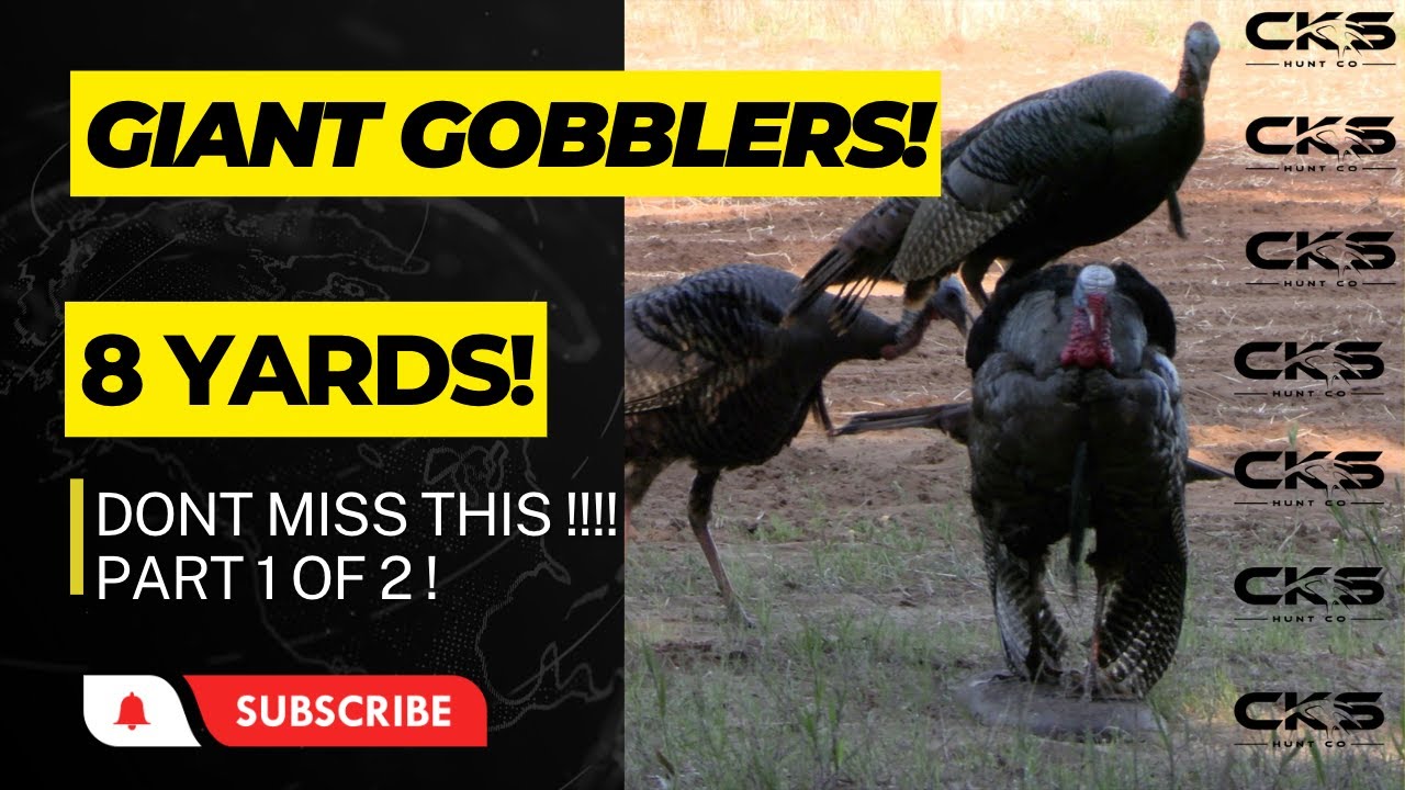 BOW HUNTING TURKEYS NO BLIND! PART 1 OF 2! - YouTube