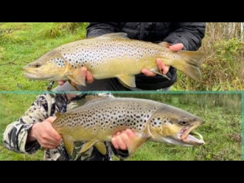 Catching big browns in wild dam || Trout fishing Tasmania - YouTube