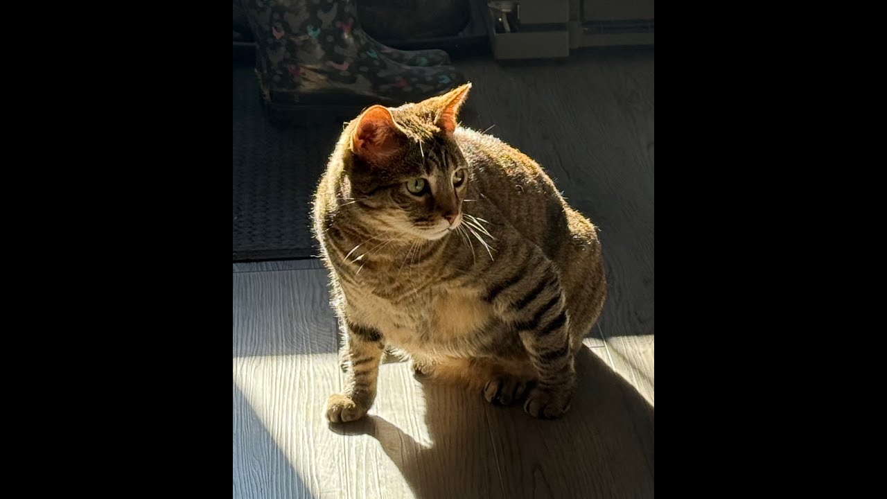 My Cat Enjoying Some Sunshine And Doing Cat Things!! Cat Video!! Cat ...