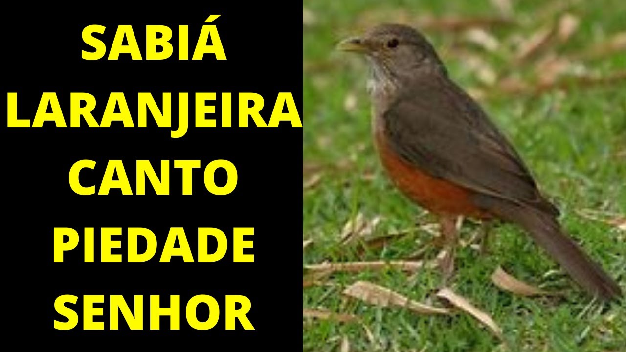 Canto Sabia Laranjeira Piedade Senhor - RETOEDU
