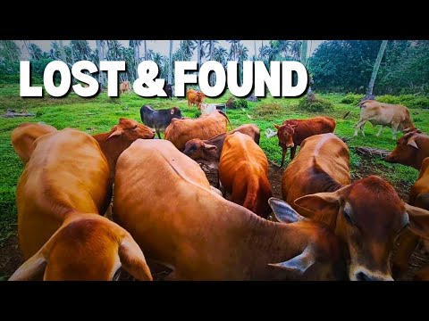 ALL THE COWS WENT MISSING FOR 2 DAYS | SAMOANFARMER - YouTube