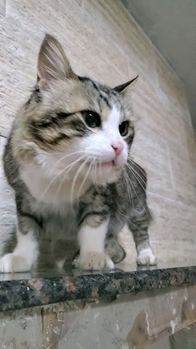قط كيوت 😹😻 Youtube
