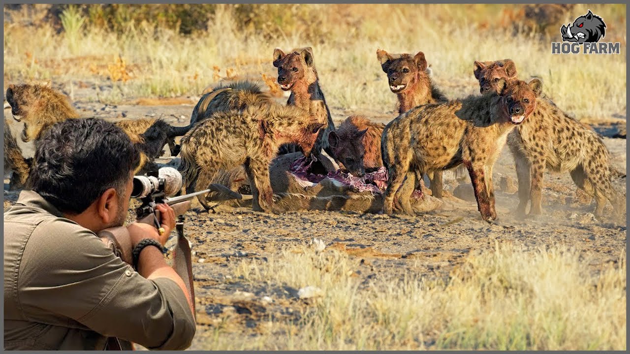 Terrifying Clash! Farmers and Hunters Battle Hyena Swarm with Firearms ...