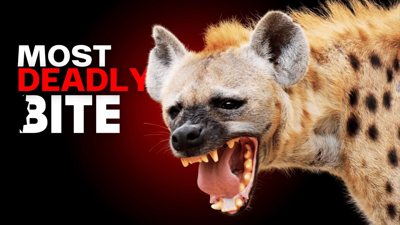 BEWARE: The Most POWERFUL Animal Bites | Apex Predators - YouTube
