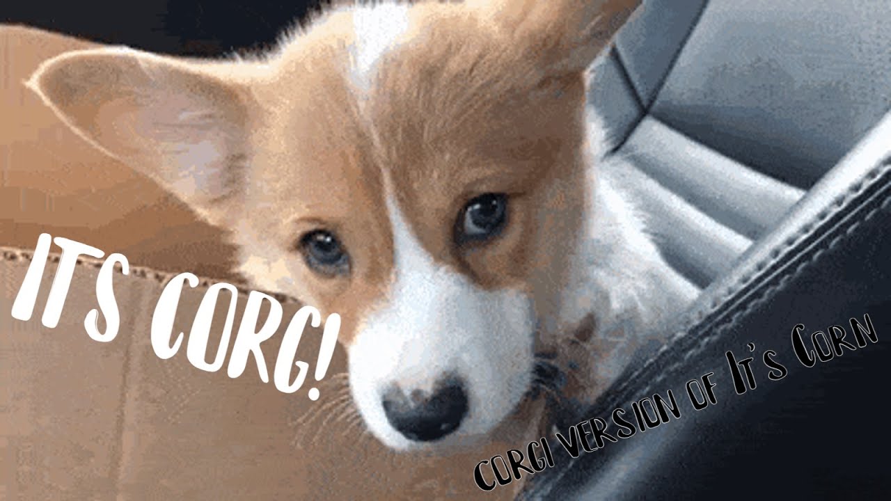 ITS CORG! (corgi version of It's corn) - YouTube