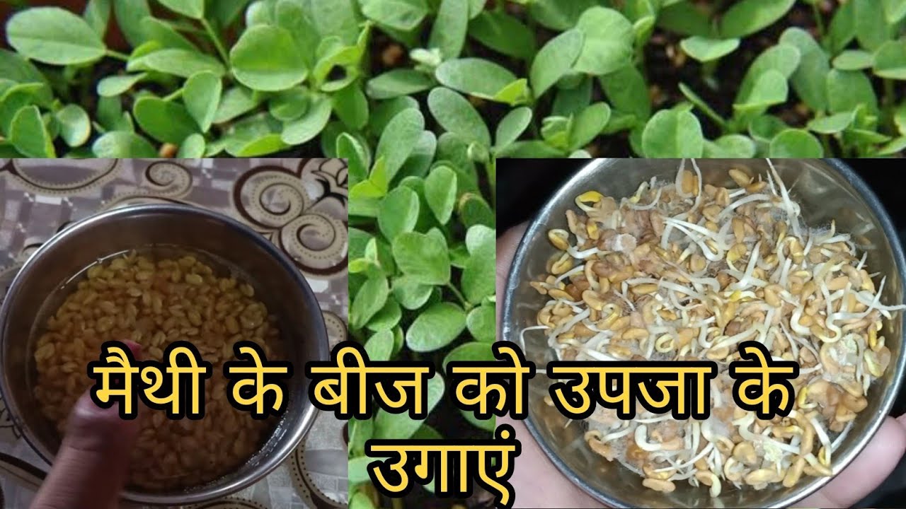 How to Grow methi with 100% Result || मैथी को पहले उपजाये फिर लगाएं ...