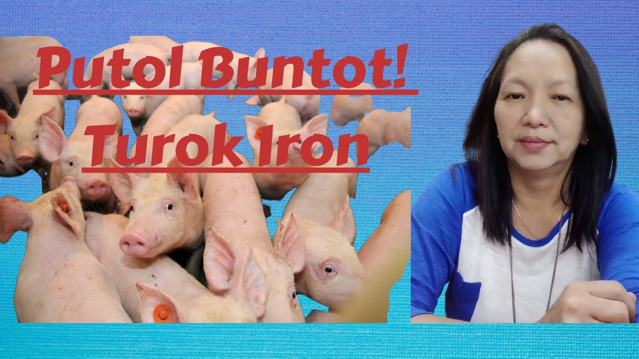 Putol Buntot! Turok Iron?| Tips para sa bagong panganak na Inahing ...