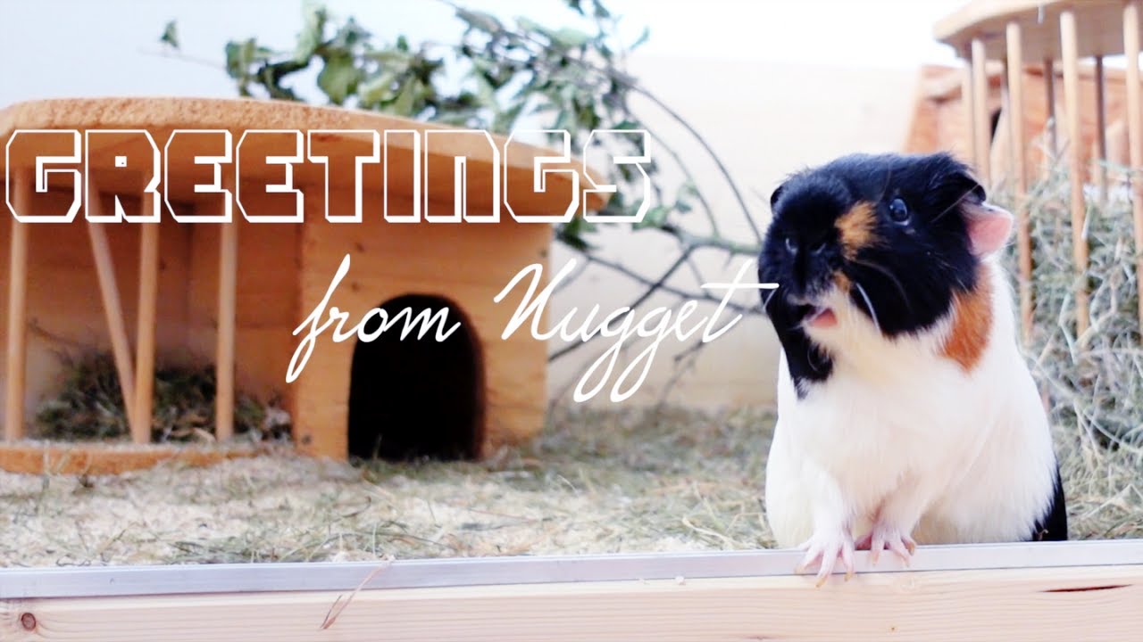 My Poor Guinea Pigs :( - YouTube