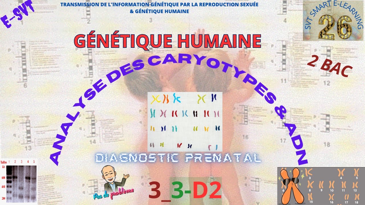 Génétique Humaine Analyse des caryotypes et ADN et révélation de secrets inattendus. - YouTube