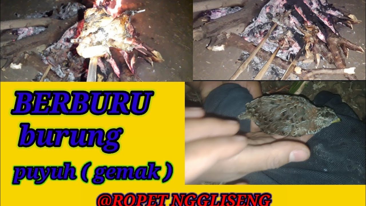 berburu burung puyuh ( gemak ) - YouTube