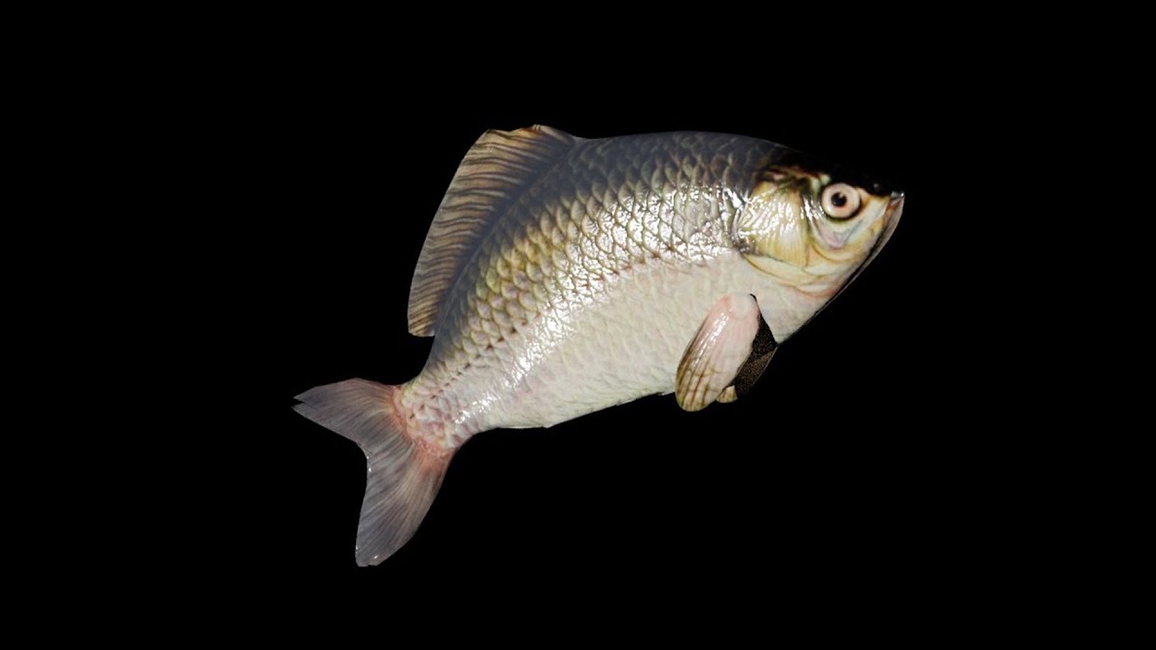 IBIS AM Trailer - YouTube