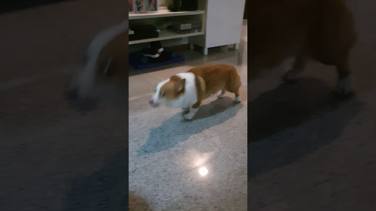 corgi dog went mad - YouTube