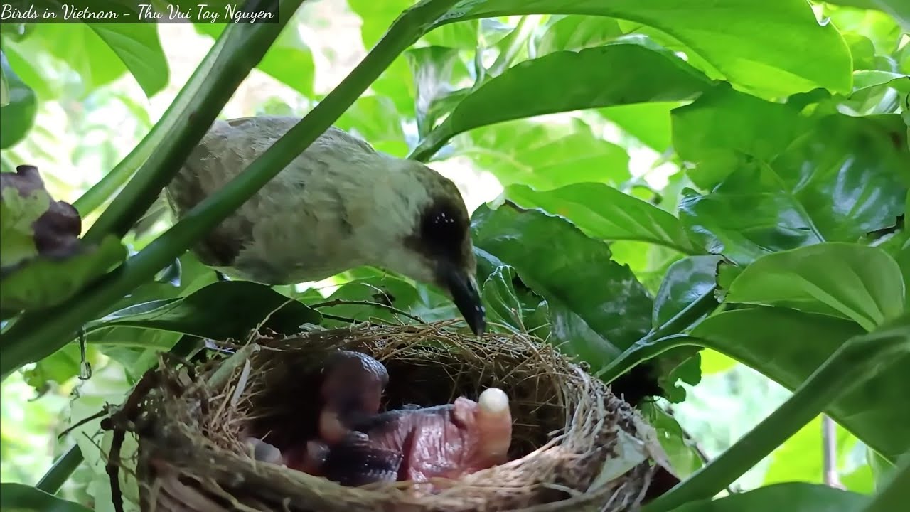 Parent Birds Feed Their Baby Birds Early in the Morning - YouTube