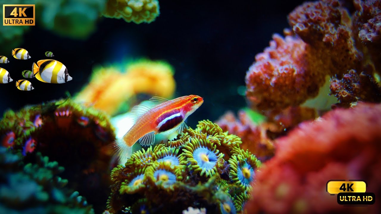 The Ocean [4K ULTRA HD] | Under Water | RELAXATION MUSIC & FILM ...