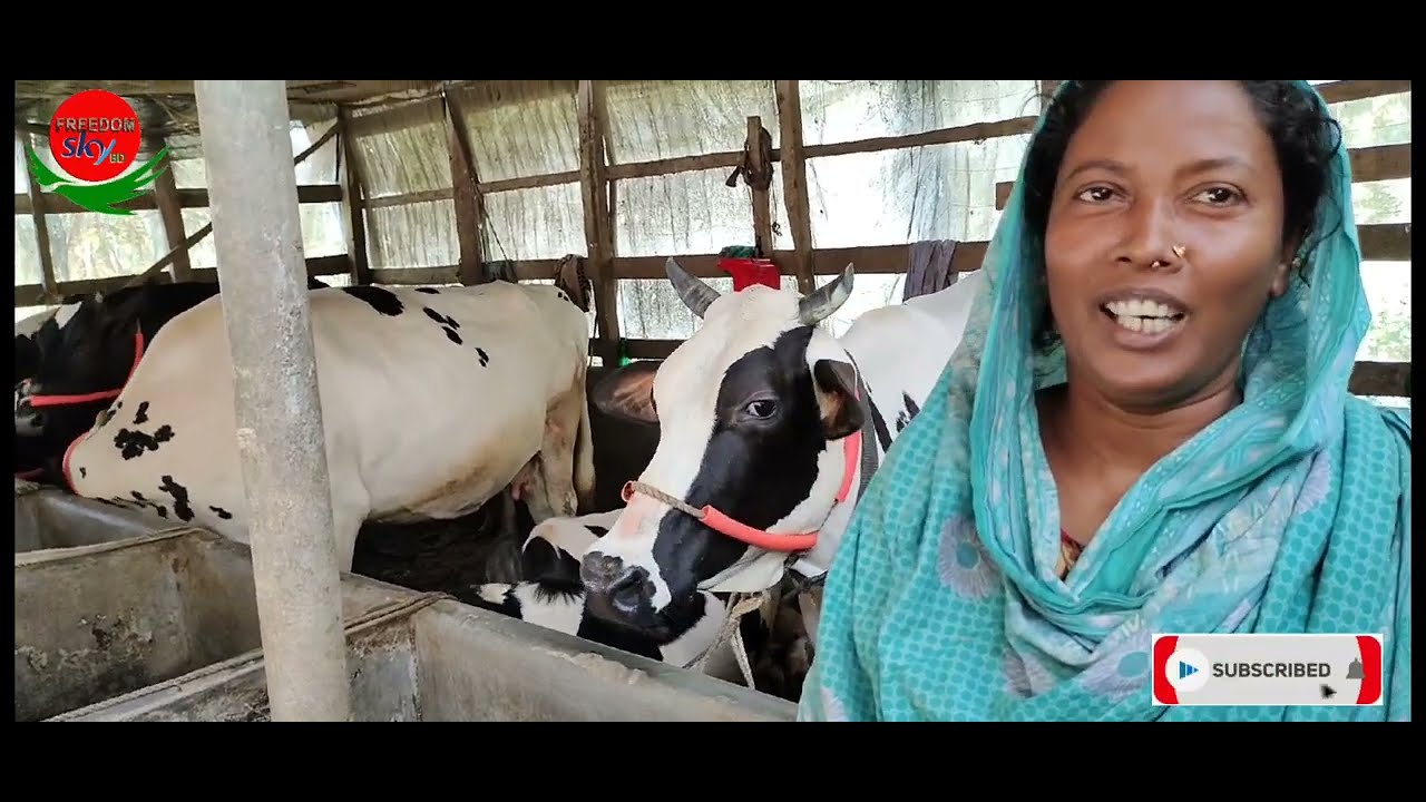 Cow farm in Bangladesh l gorur khamar l dairy farm in bd l cow farme ...