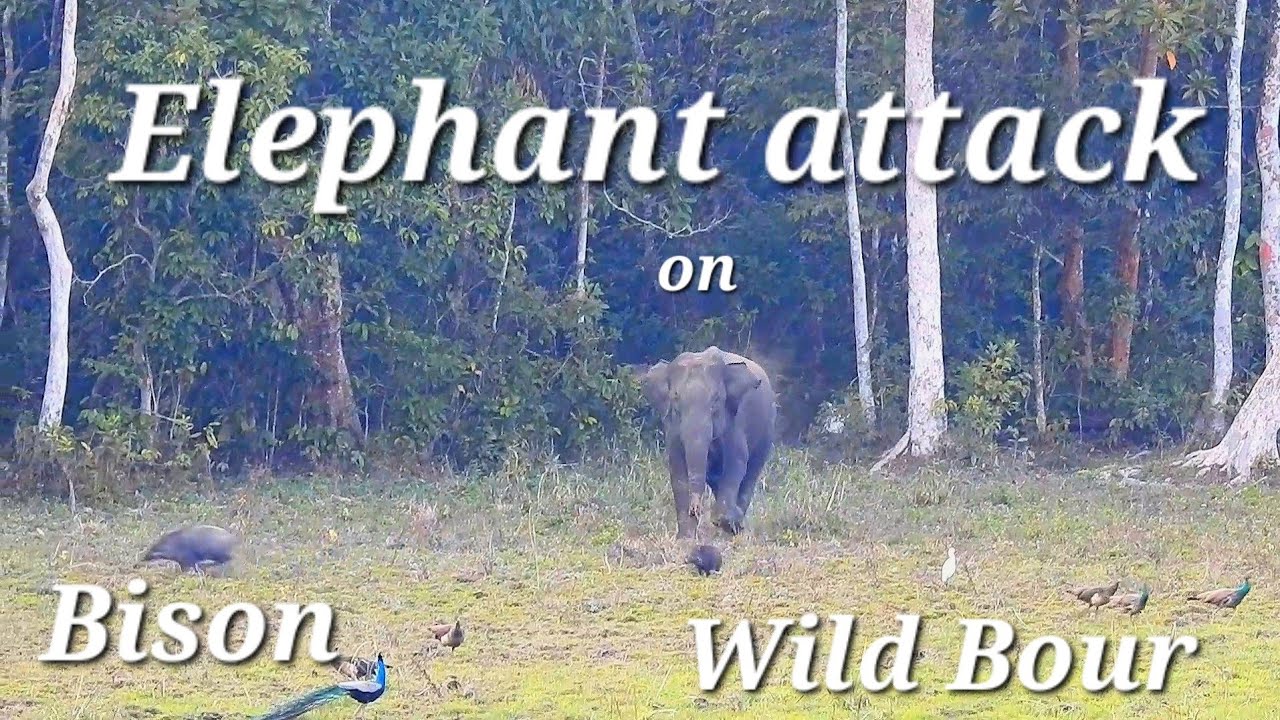 Elephant attack ।। Dooars ।। Wildlife - YouTube