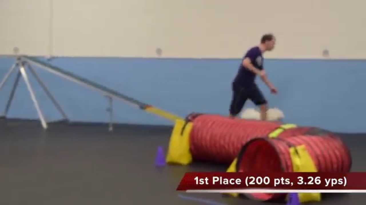 Nova UKC Agility UAGI YouTube nova-ukc-agility-uagi-youtube