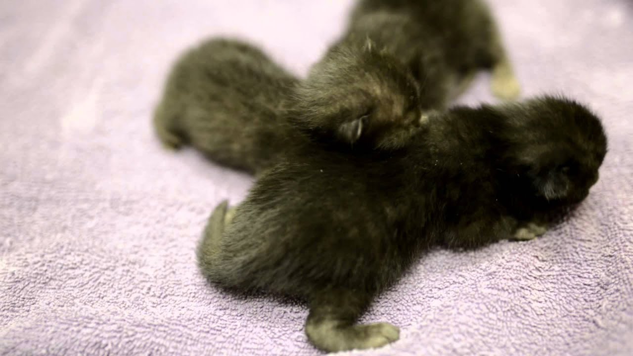 Teeny Tiny Lykoi Cat babies! - YouTube