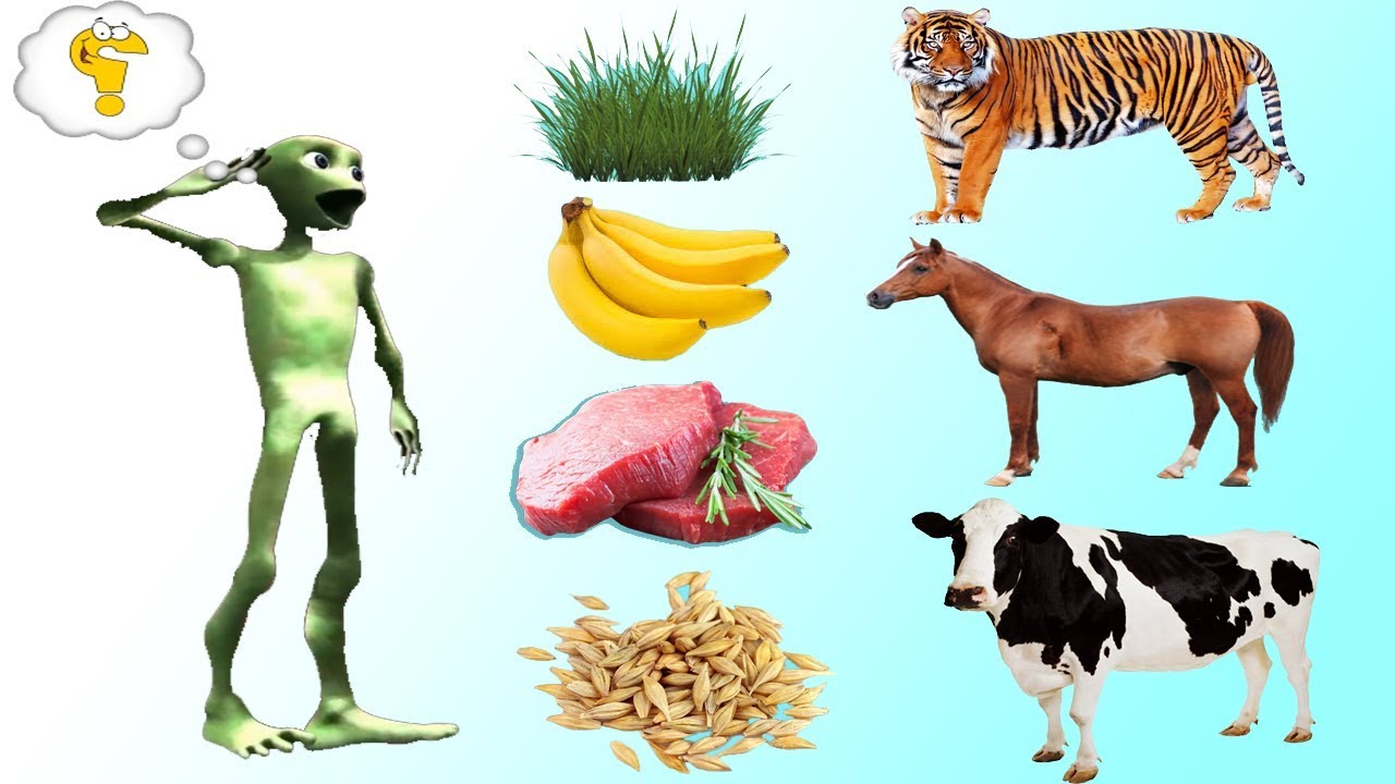 tiere lernen für kleinkinder deutsch - tiergeräusche erraten wald ...