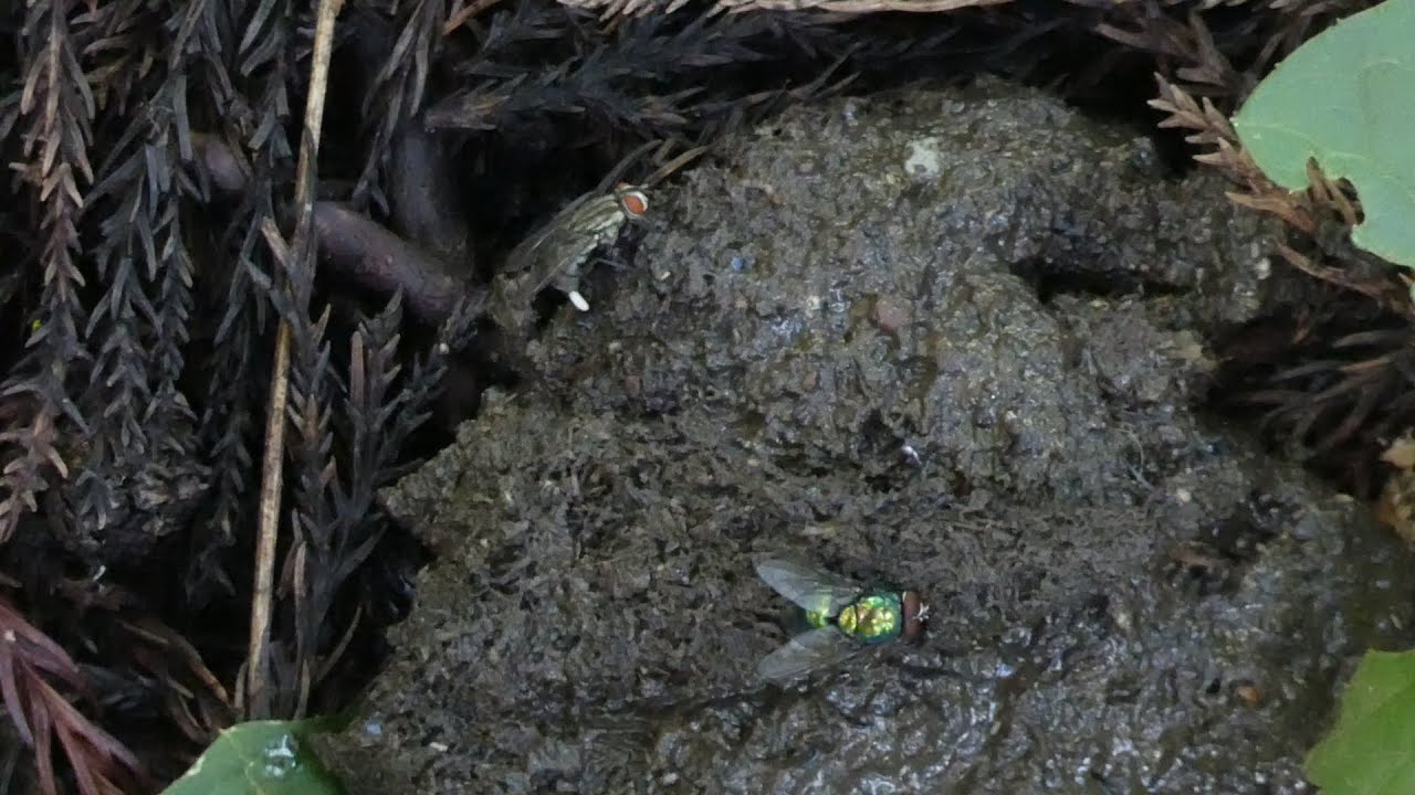 Female Flesh Fly Gives Birth to Maggots onto Dung of Japanese Badger ...