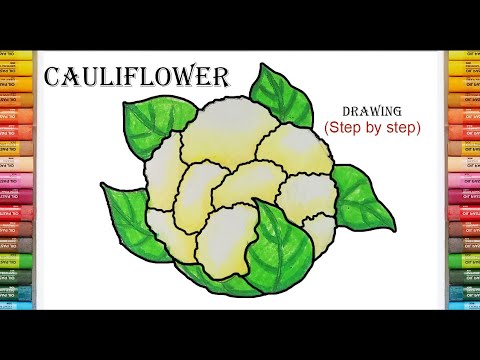 How to Draw Cauliflower || How to Draw a Cauliflower Step by Step ...