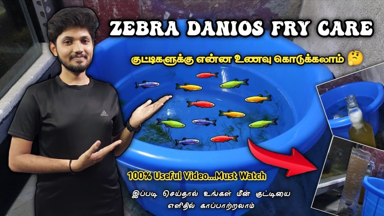 Zebra Fish Fry Care in Tamil | முட்டையிலிருந்து வரும் குட்டிகளுக்கு இதை ...