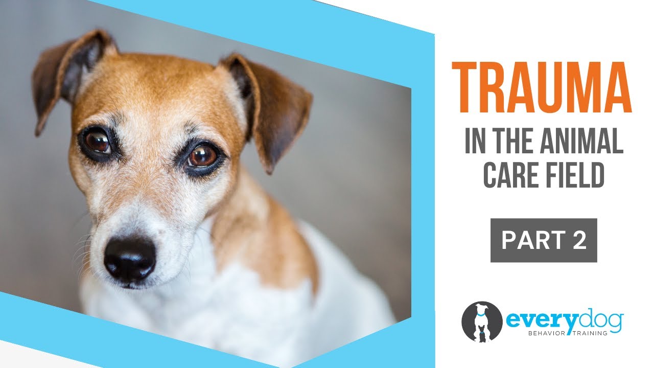 Tips for Dealing With Trauma in the Animal Care Field (Part 2) - YouTube