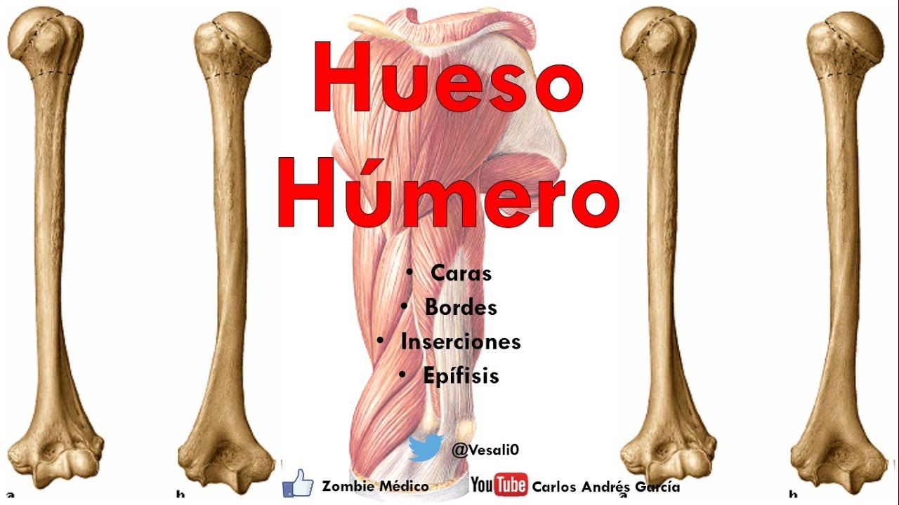 Anatomía Del Hueso Húmero