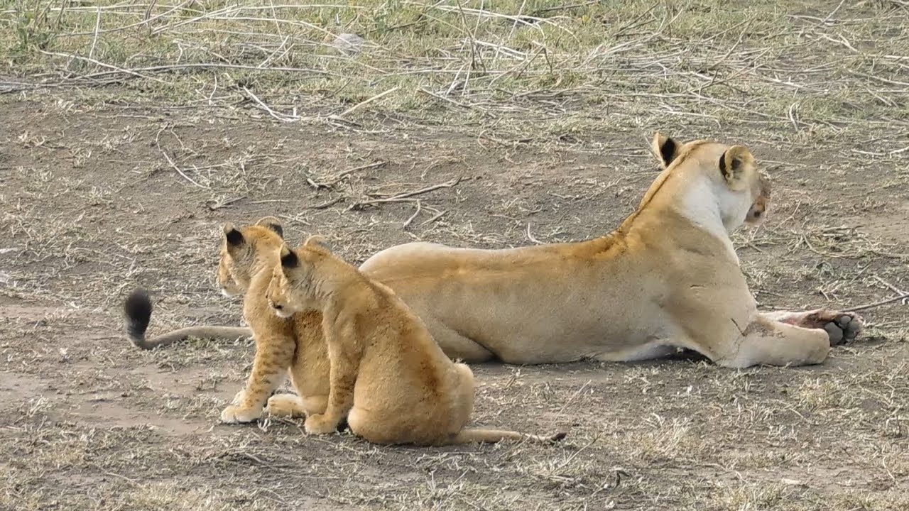 Lion Cubs chilling while Mama lioness having a meal in the Serengeti ...