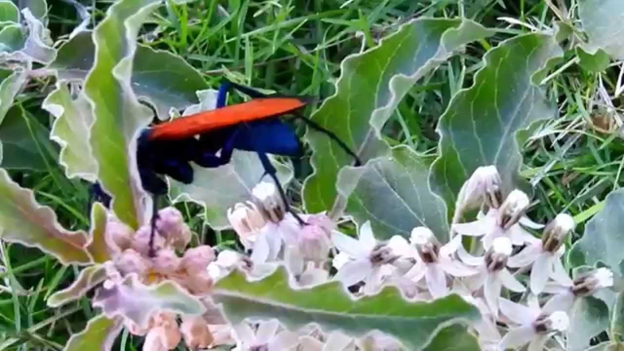 23 El Caballo del Diablo - YouTube