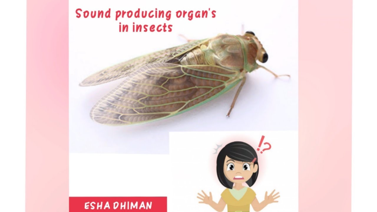 ENTOMOLOGY LECTURE// How do Insect Produce Sound?🤔🤔🤔//BY ESHA DHIMAN ️ ...