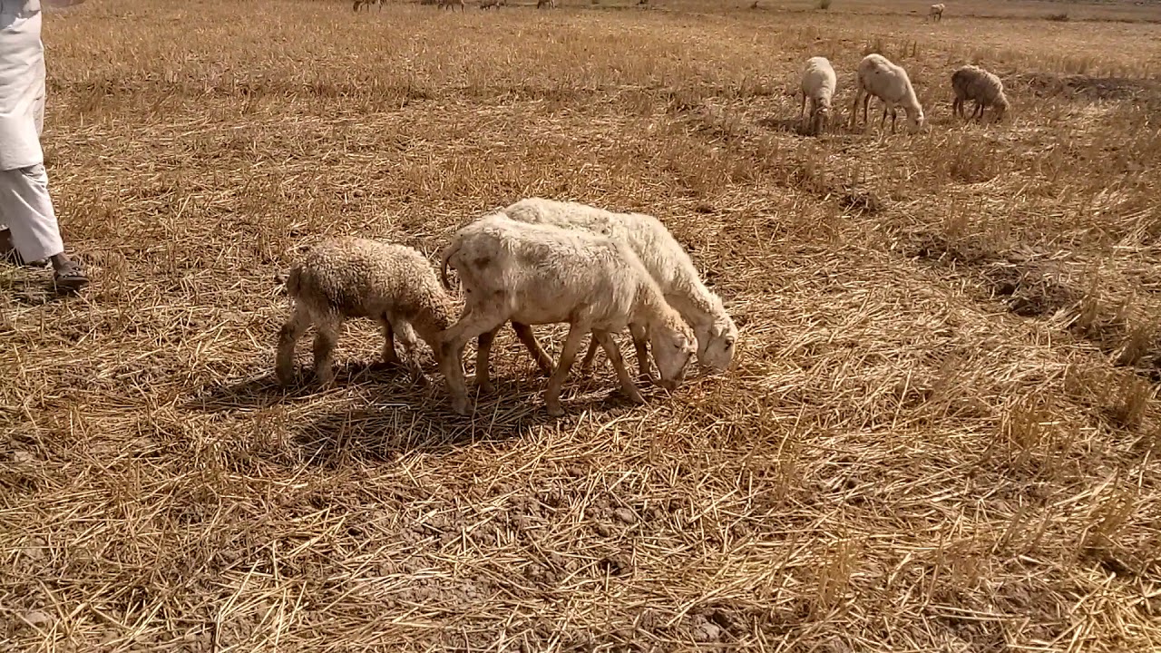 Damani sheep of ghazi khan from kulachi wala dera ismail khan | sheep ...
