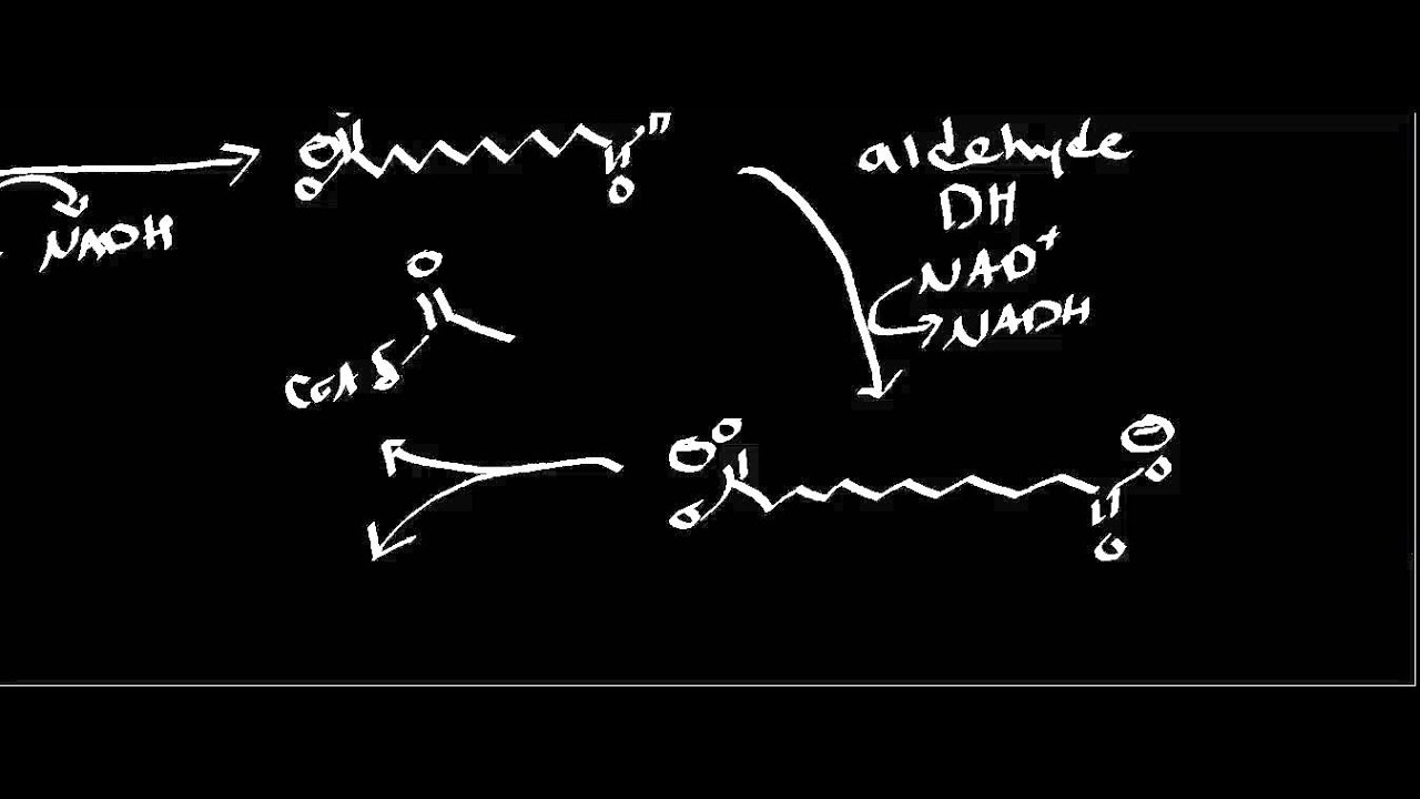 Biochemistry | Basics of Omega (ω)-Oxidation - YouTube