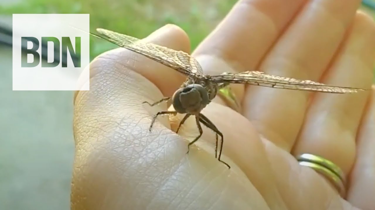 How a dragonfly recovers after an accidental swim - YouTube