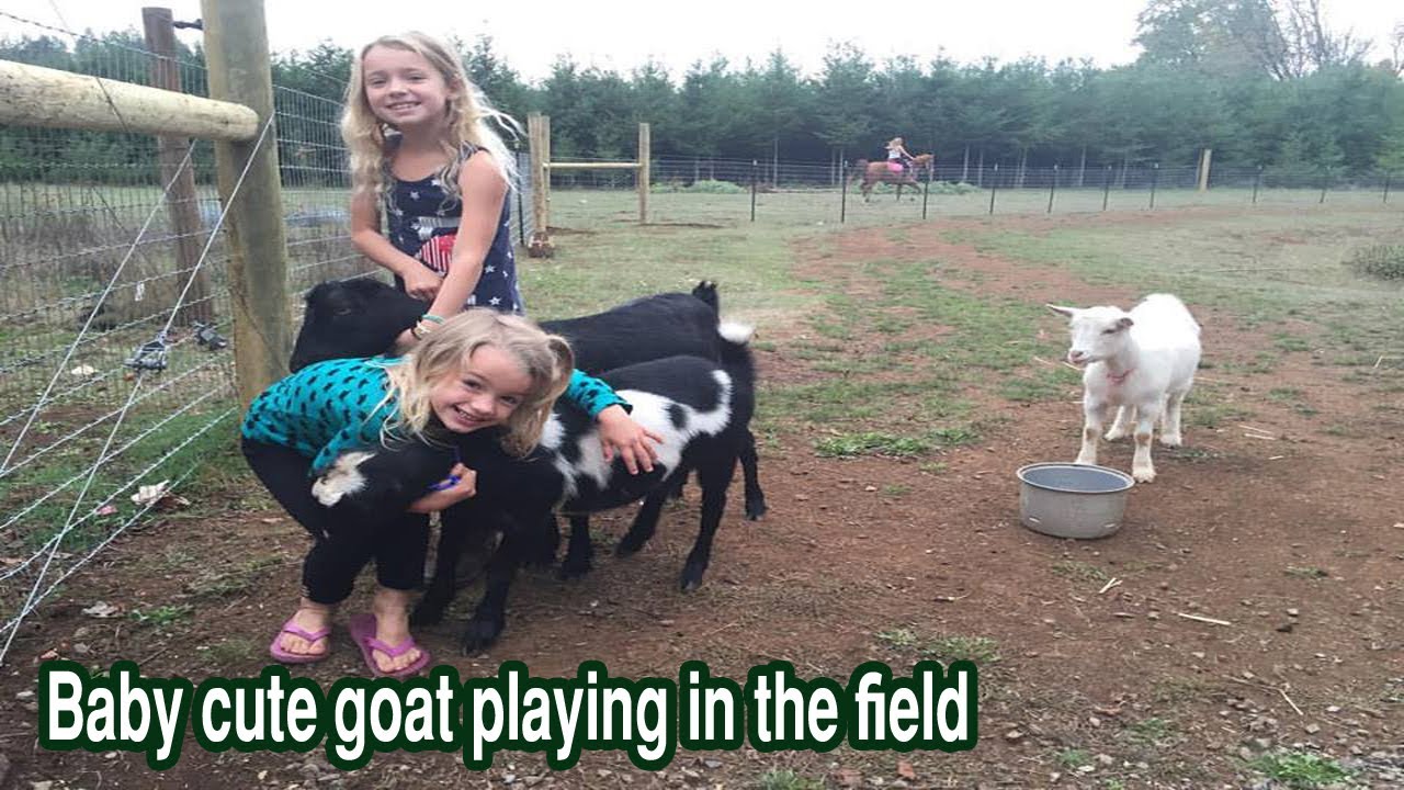 Cute Goat Playing in the field. Little goat. Baby goat. - YouTube