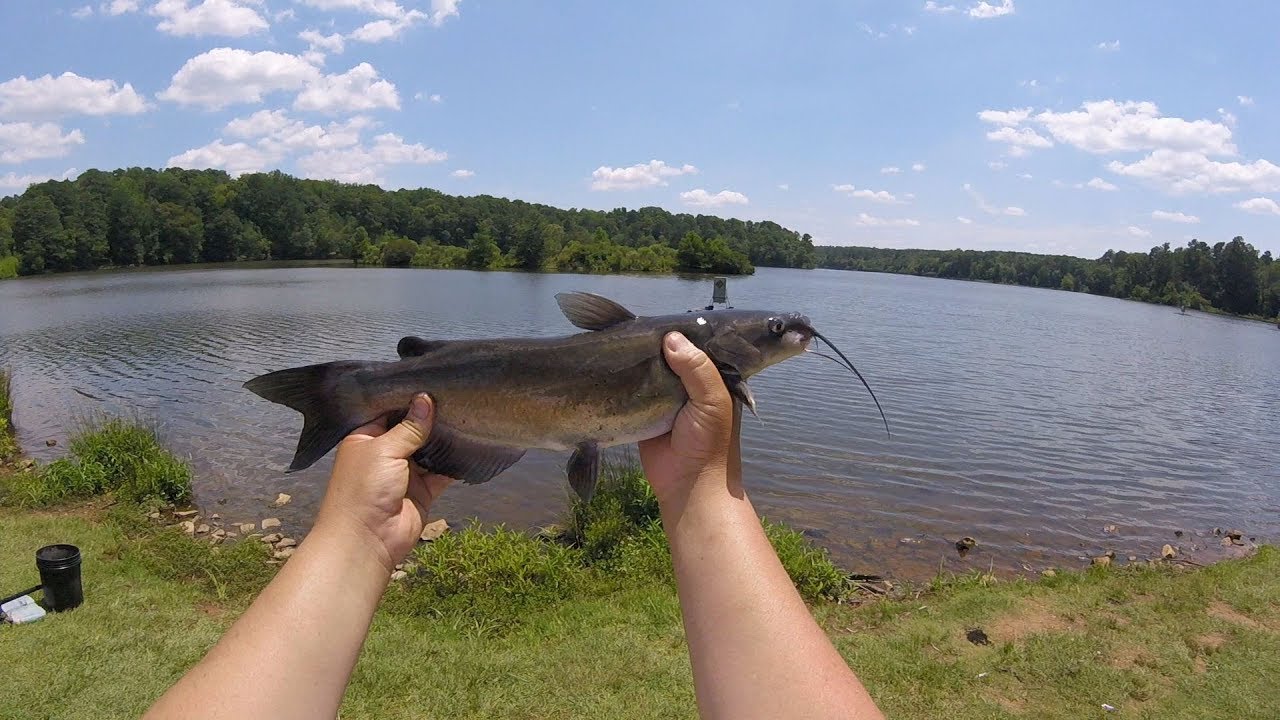 Fishing for Large Catfish on a Very Hot Day Summer 2019 - YouTube