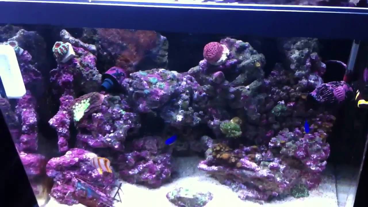 Red sea max 130d led retro fit - YouTube