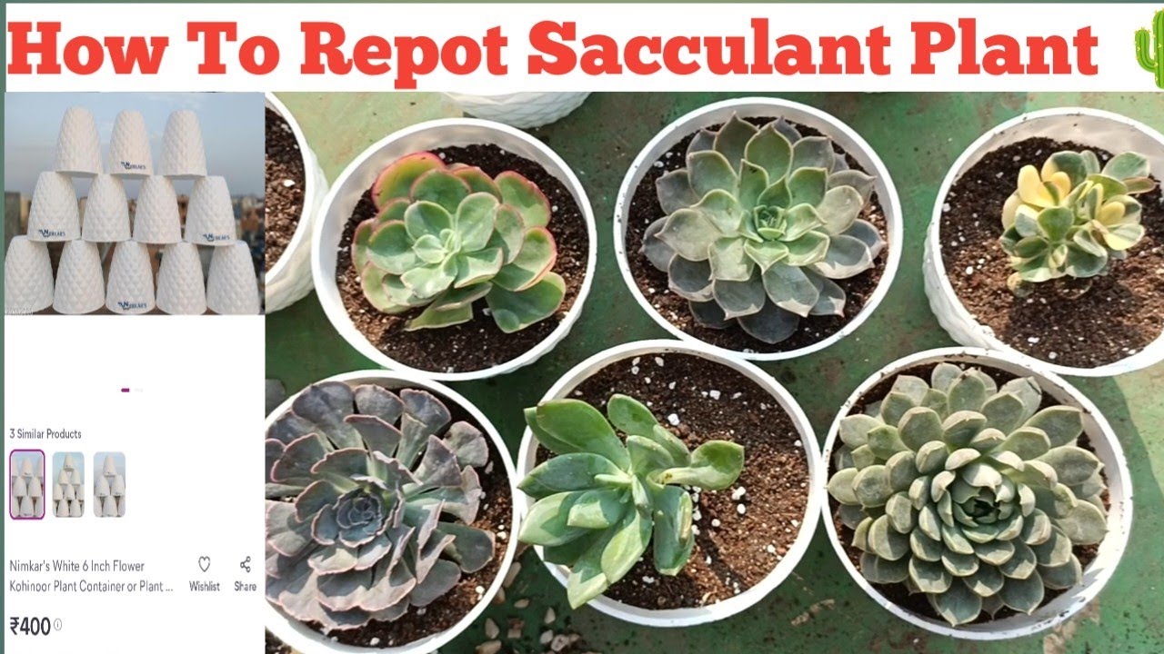 How To Repot Sacculant Plant - YouTube