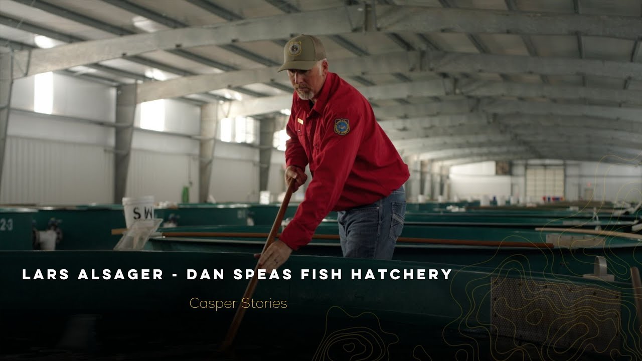 Breading Over 2 million Fish in Casper, Wyoming - YouTube