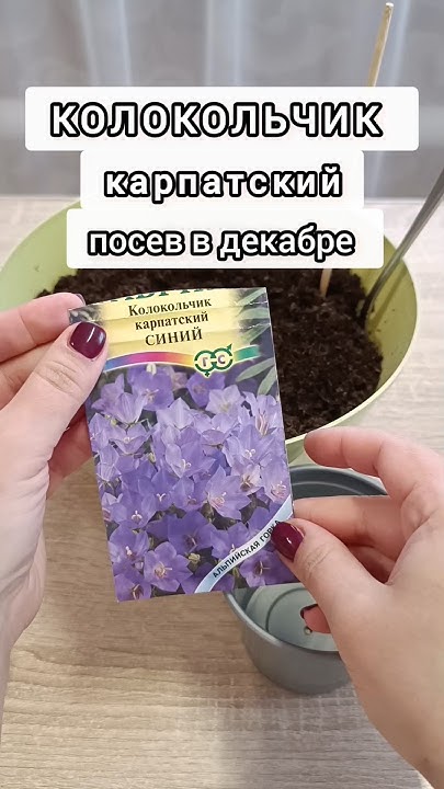 КОЛОКОЛЬЧИК КАРПАТСКИЙ СЕЮ В ДЕКАБРЕ - YouTube
