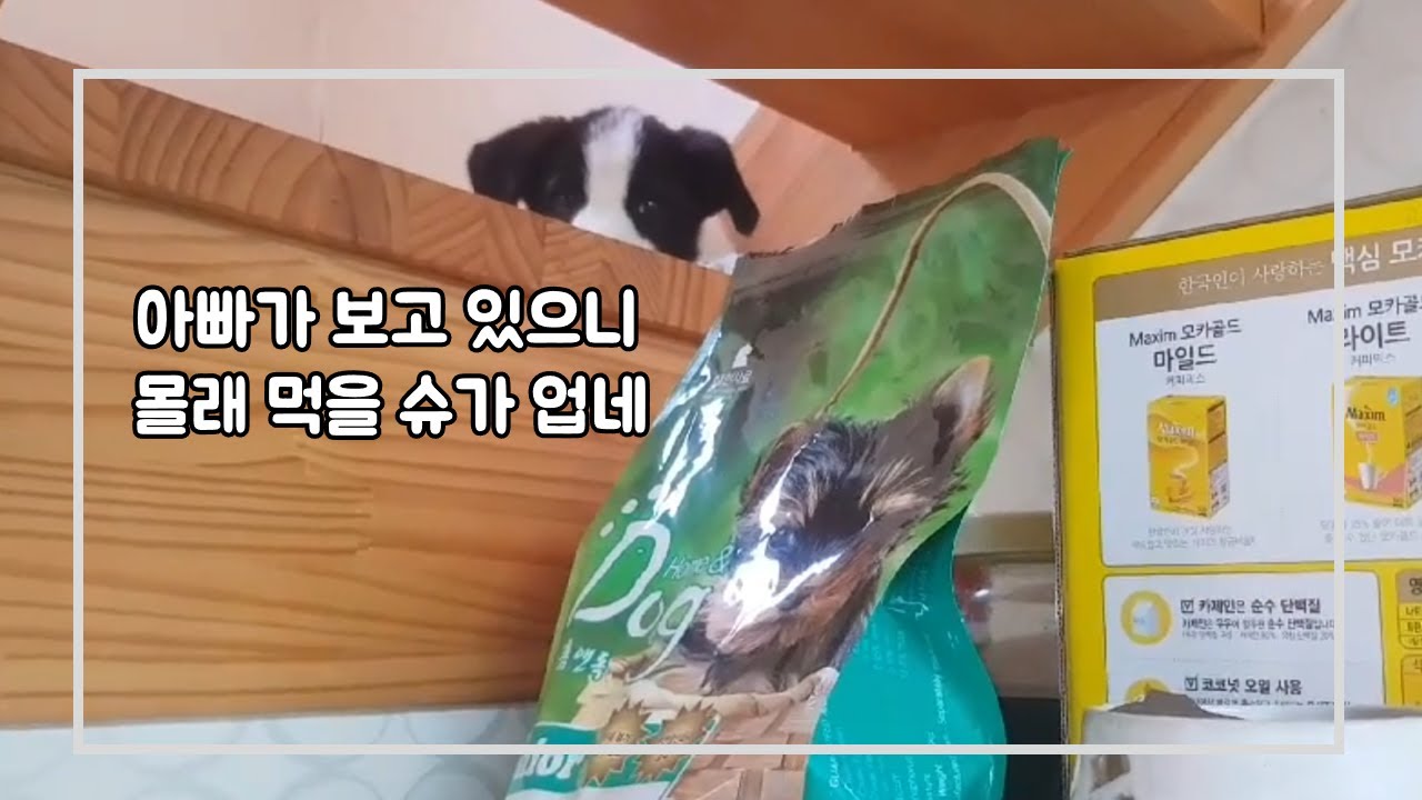 외출하고 돌아오니 보더콜리 태리가 숨어있던 곳은?(Where did BorderCollie Terry hite when dad ...