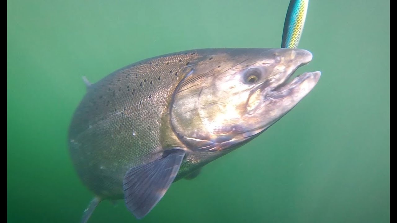 Jigging for MONSTER Salmon outside of Parksville - YouTube