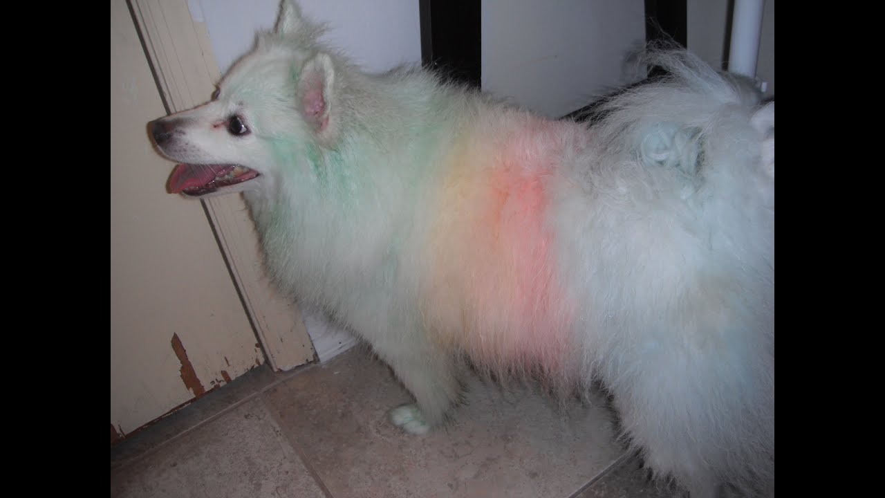 How to Dye Your Dog Any Color - YouTube