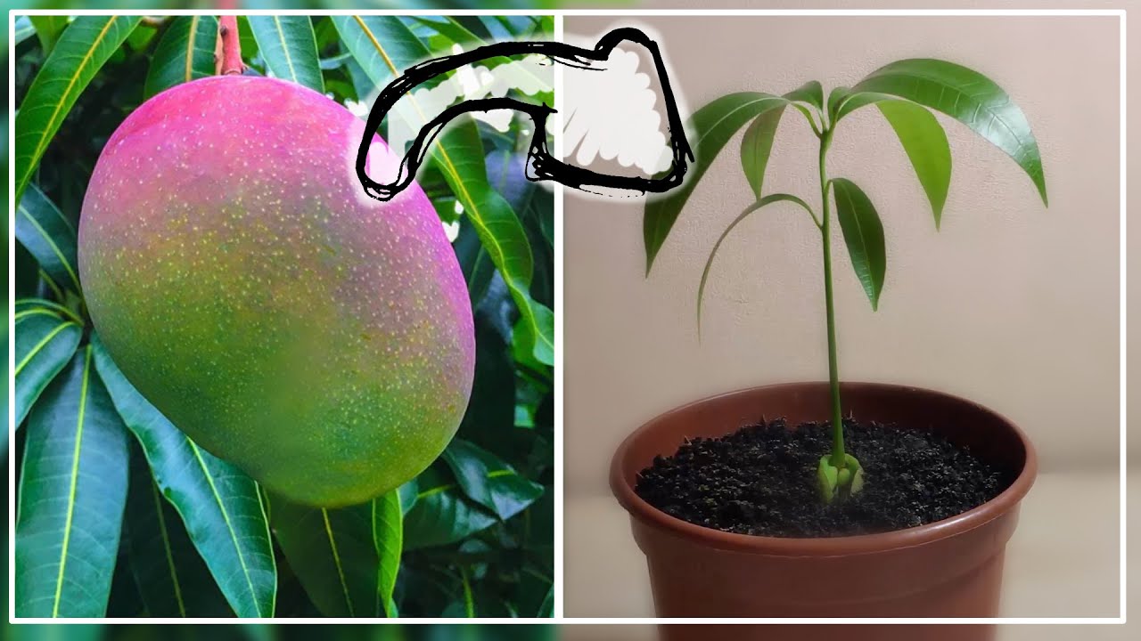 HOW TO GROW A MANGO TREE FROM SEED 🥭 (Easy Method) - YouTube