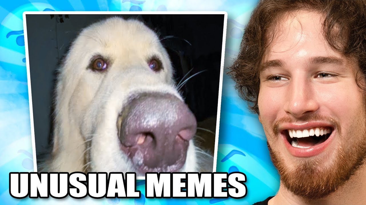 These UNUSUAL MEMES Will Make You LAUGH - YouTube