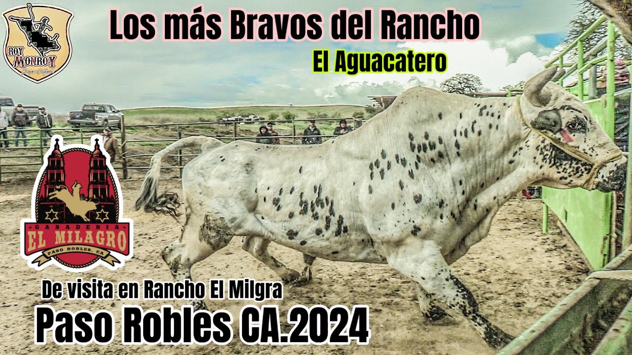 DE LOS MAS BRAVOS DEL#rancho#Toro EL AGUACATERO¡¡VISTAMOS A RANCHO EL ...