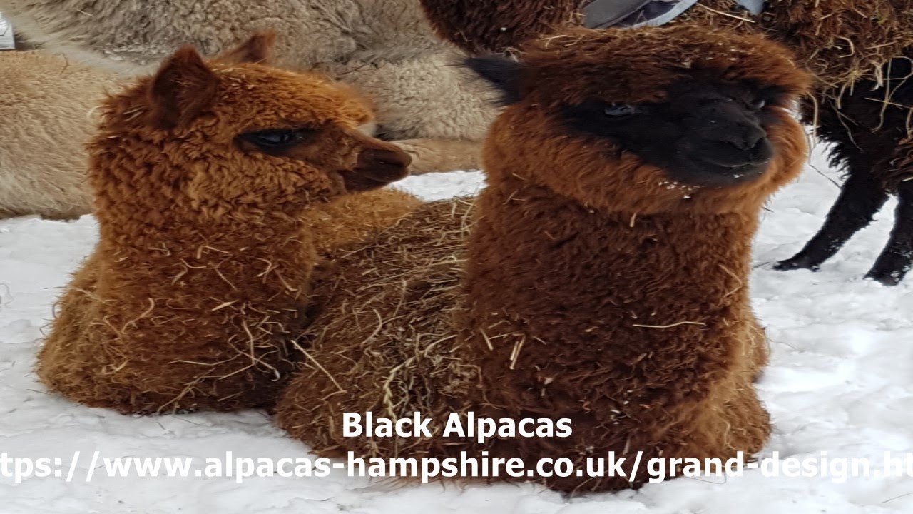 Black Alpacas - YouTube