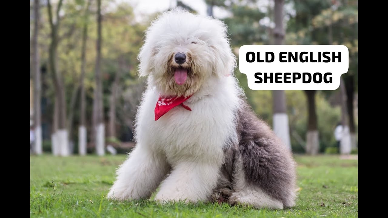 Old English Sheepdog - YouTube