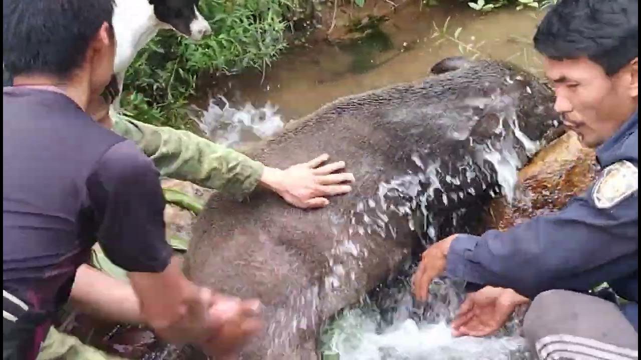 hunting yos hav zoov caum npua teb lom zem kawg - YouTube